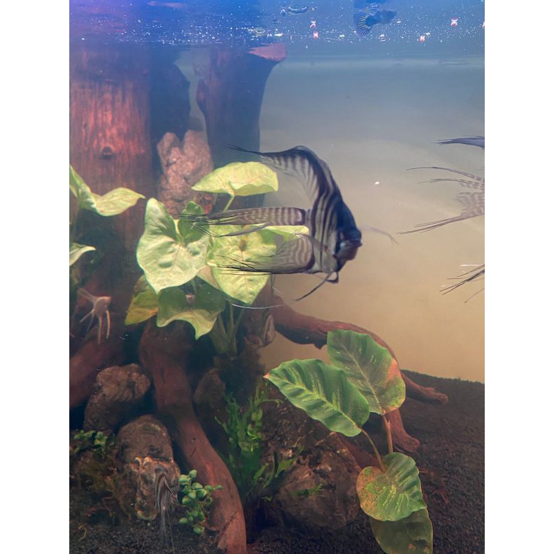Jual ikan hias manfish altum slayer | Shopee Indonesia