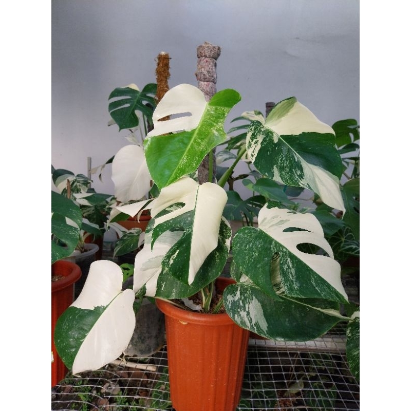 Jual Monstera Variegata Holland 8 daun aktif | Shopee Indonesia