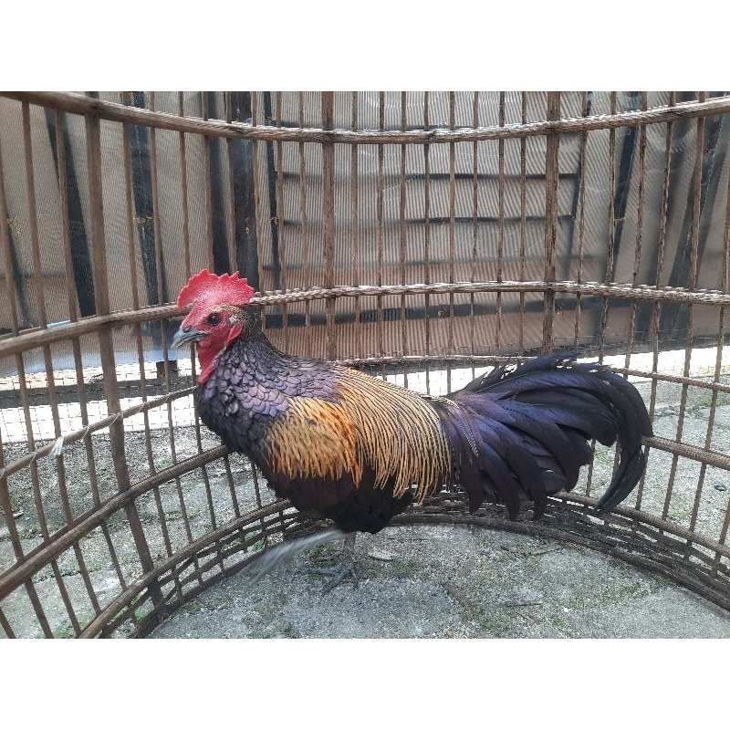 Jual Ayam Bekisar Jalak Wido SUPER | Shopee Indonesia