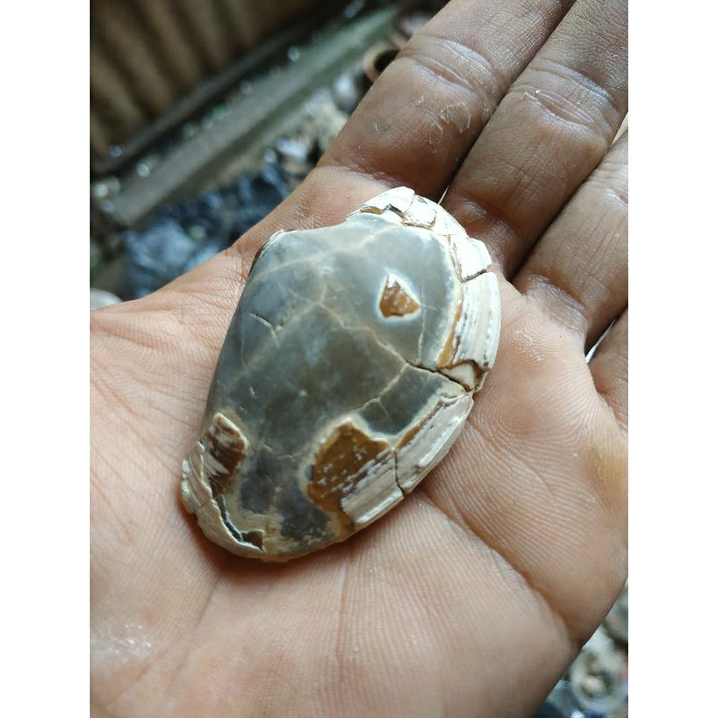 Jual fosil kerang | Shopee Indonesia