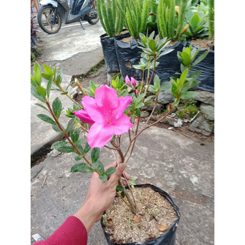 Jual Tanaman azalea bunga merah rimbun bercabang | Shopee Indonesia
