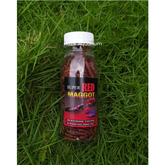 Jual Super Red Magot - Magot Maggot Pakan Ikan Channa Chana Sehat ...