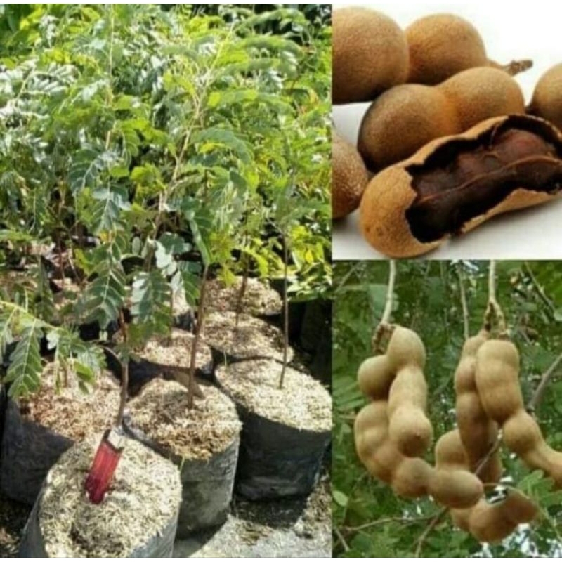 Jual Tanaman asam jawa asem jawa | Shopee Indonesia