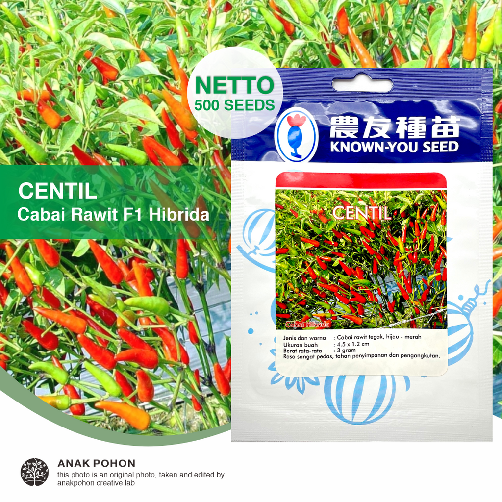Jual (1 PACK - 500 SEEDS) Benih Cabai Rawit Merah Tegak CENTIL Hibrida F1 Cabe Rawit Sangat ...