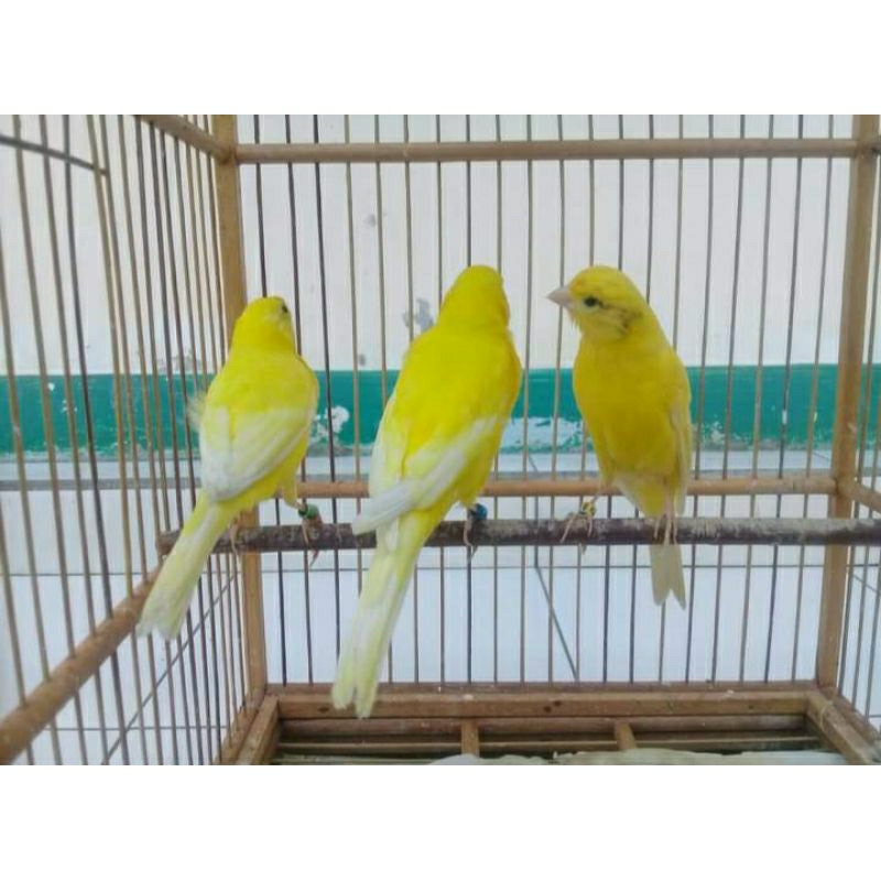 Jual KENARI LEMON JANTAN WARNA SUPER A+(PEKAT) | Shopee Indonesia