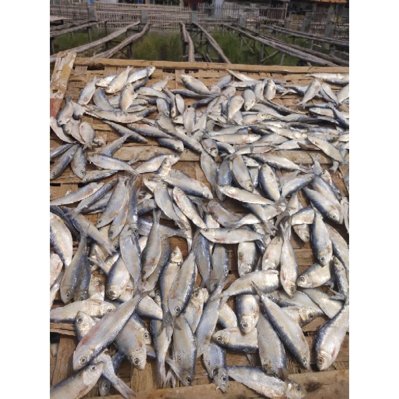 Jual Ikan Asin TANJAN / TEMBANG isi 1kg | Shopee Indonesia
