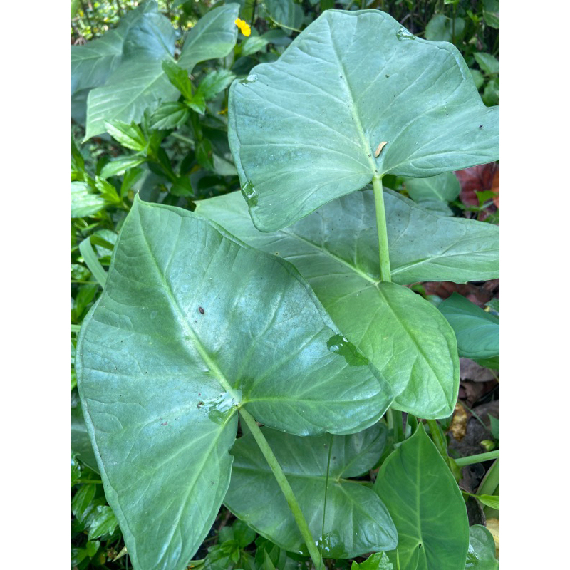 Jual Daun talas liar daun talas segar 1 kg | Shopee Indonesia