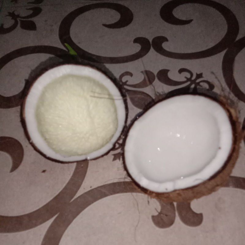Jual kentos kelapa super besar 1 biji cangkangan | Shopee Indonesia