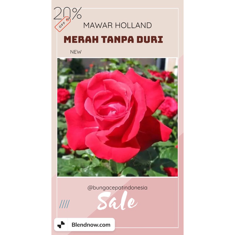 Jual Tanaman Bunga Mawar Merah Tanpa Duri | Shopee Indonesia