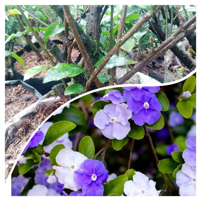 Jual Tanaman Melati Costa Dewasa Rimbun Berbunga Wangi Semerbak ...