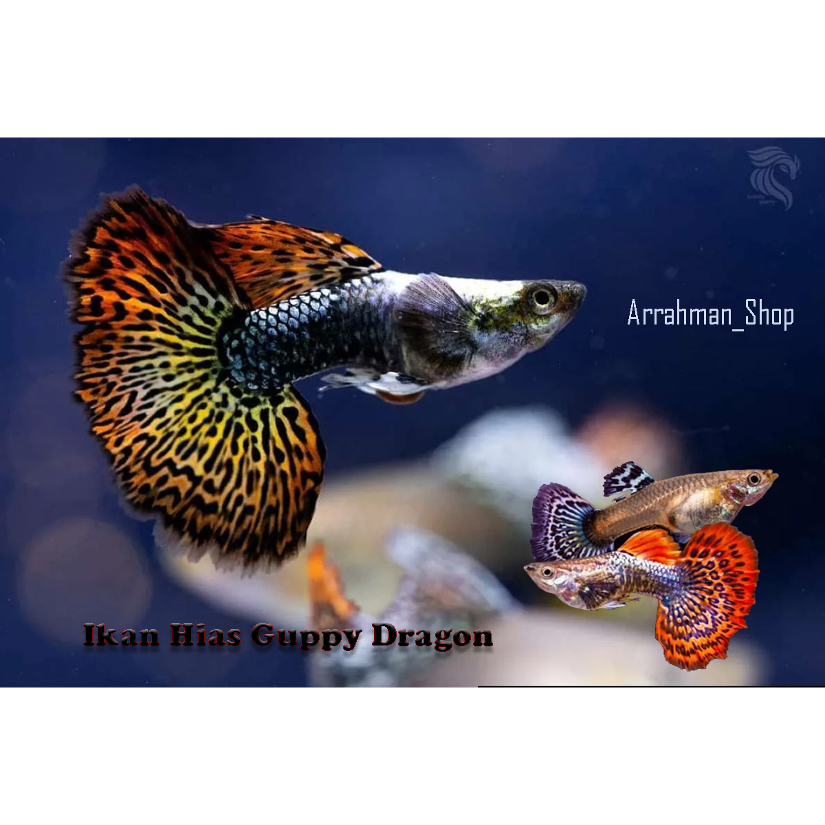 Jual ikan guppy dragon - Ikan Hias - Guppy Terlaris | Shopee Indonesia