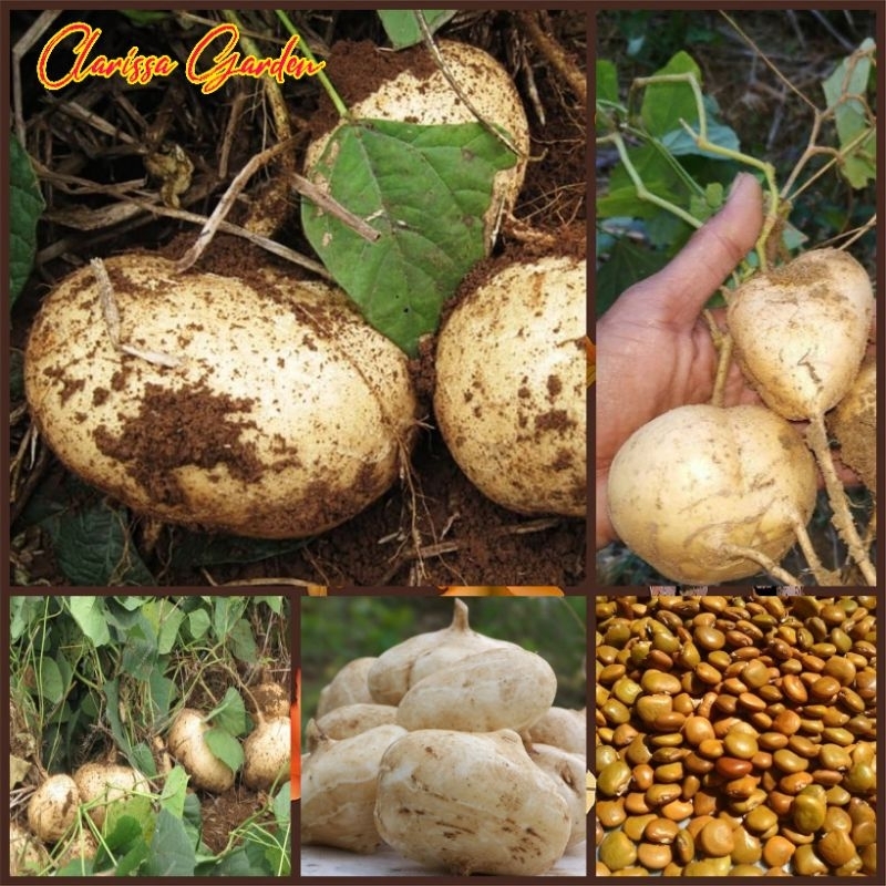 Jual BIJI | BENIH TANAMAN BENGKOANG | BENGKUANG UNGGUL | Shopee Indonesia