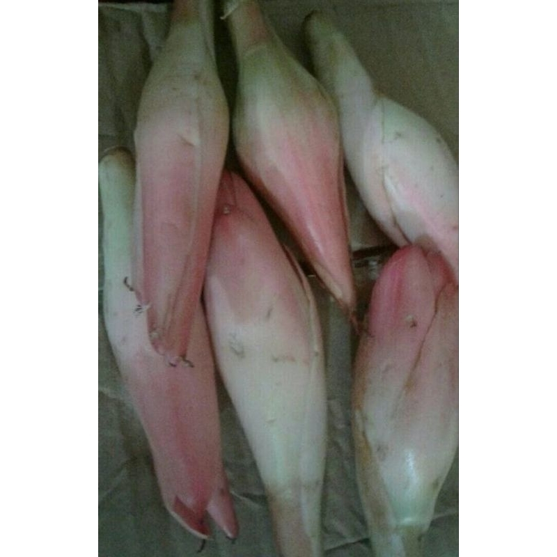 Jual Kecombrang / Kincung / Honje 1 kg | Shopee Indonesia