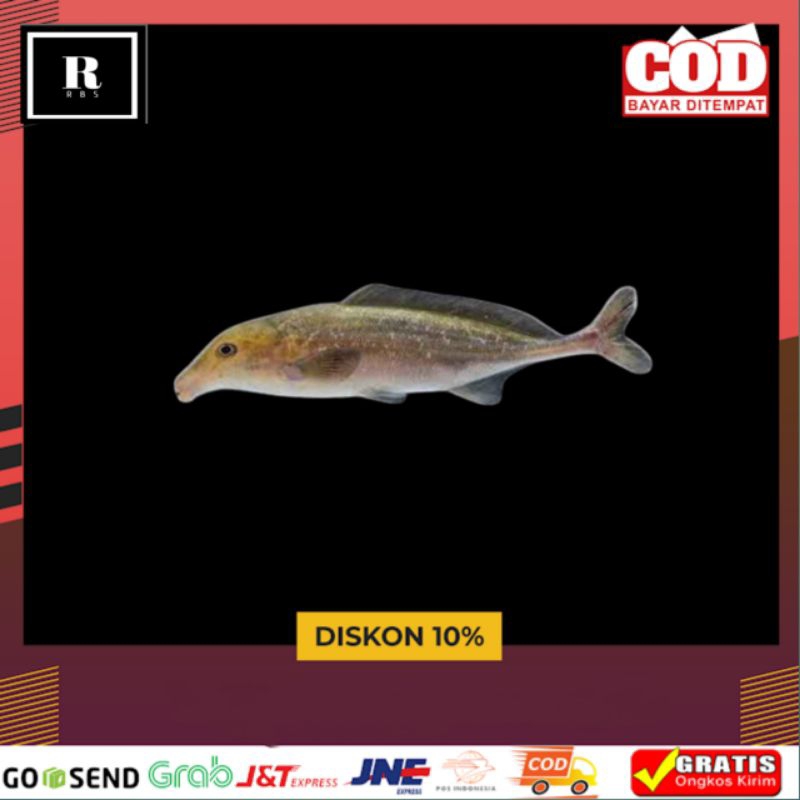 Jual ikan hias baby dolphin hiasan aquarium lumba lumba air tawar ...