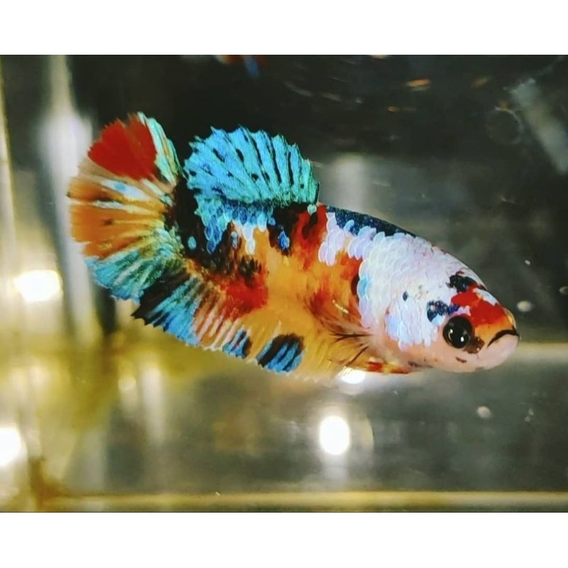 Jual Female Nemo Candy Yellow Base Cupang Multicolor 70% Up Mutasi ...