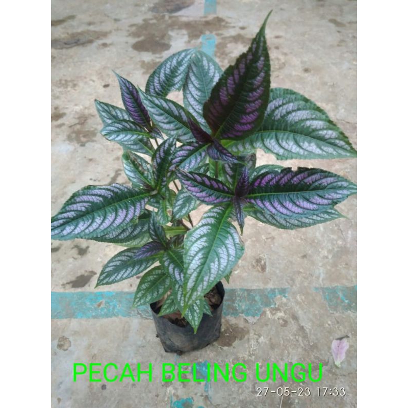Jual bibit pecah beling ungu keji beling | Shopee Indonesia