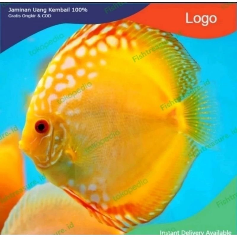 Jual packing styrofoam ( discus golden yellow alenquer) | Shopee Indonesia