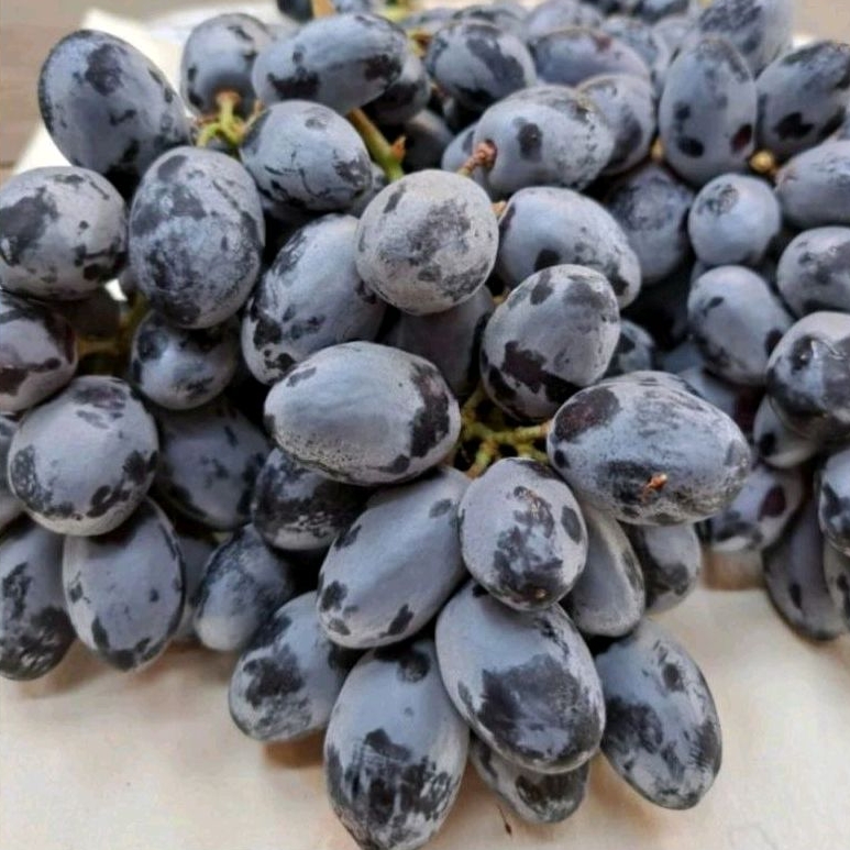 Jual BUAH ANGGUR HITAM TANPA BIJI FRESH (1kg) | Shopee Indonesia