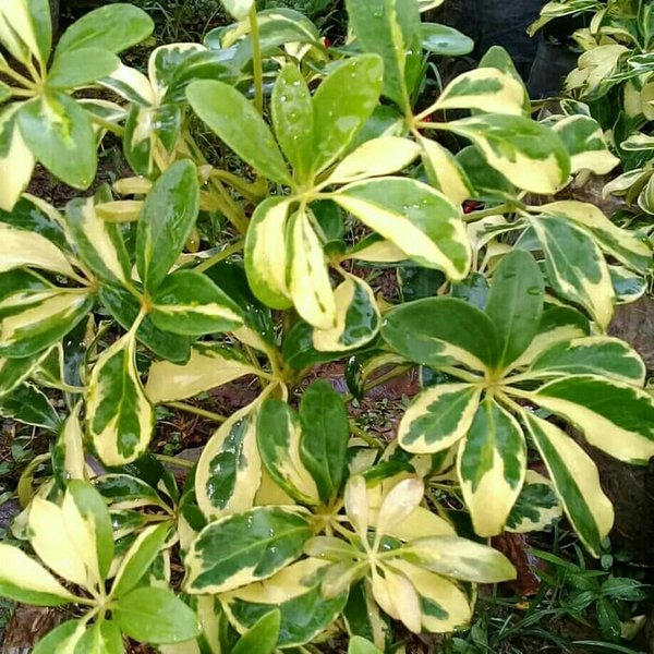 Jual Tanaman hias Schefflera Variegata Walisongo / wali songo | Shopee Indonesia
