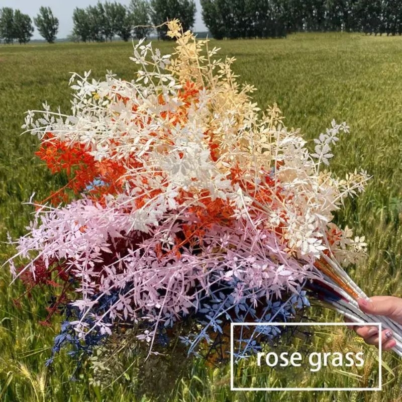 Jual LN019 Rose Grass daun rumput mawar tangkai panjang daun milan ...