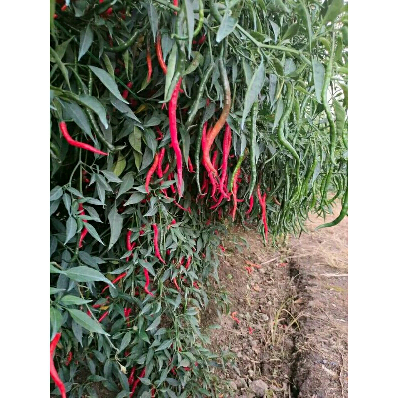 Jual [COD] 10gr Bibit/benih cabe JOKER F1 isi -+1800 biji pohon tinggi bisa mencapai 2 meter ...