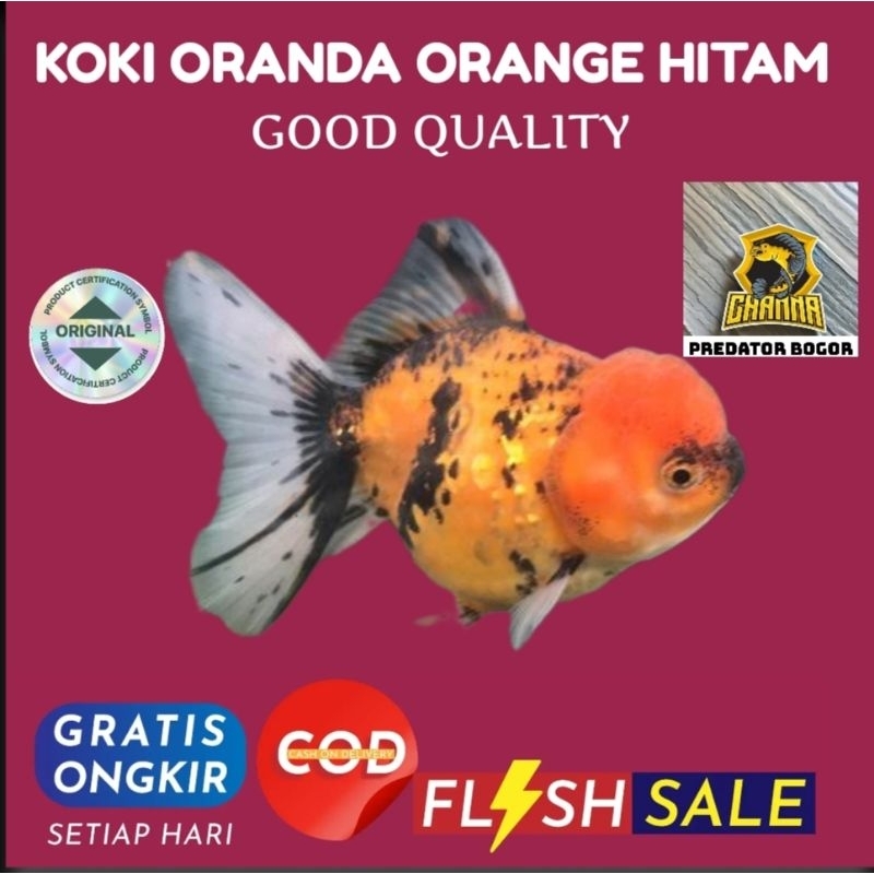 Jual ikan mas koki Oranda orange hitam size 10-12 jumbo cm hiasan ...
