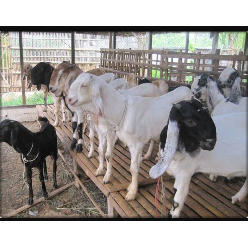 Jual KAMBING QURBAN DAN AQIQAH MURAH (BETINA) | Shopee Indonesia
