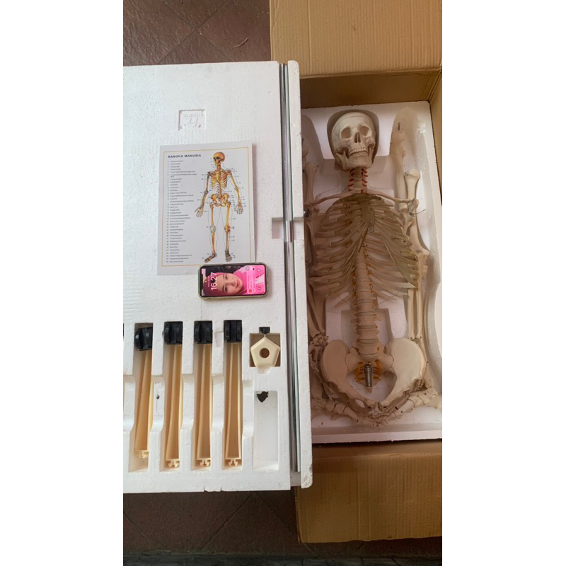 Jual Alat Peraga Model anatomi tubuh kerangka manusia dewasa [PVC ...