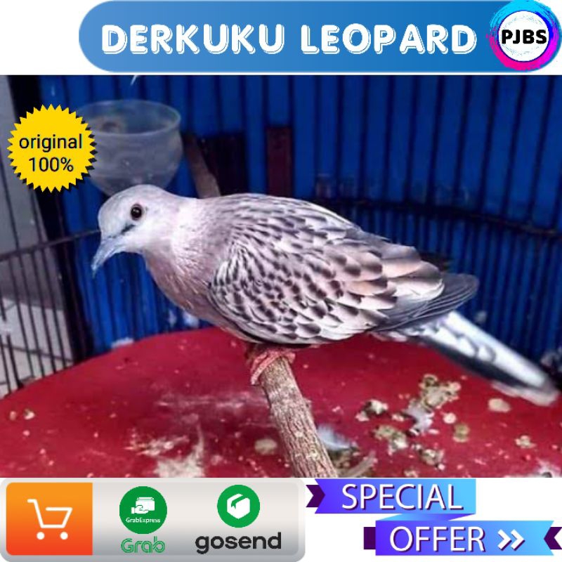 Jual BURUNG DERKUKU TEKUKUR LEOPARD | Shopee Indonesia