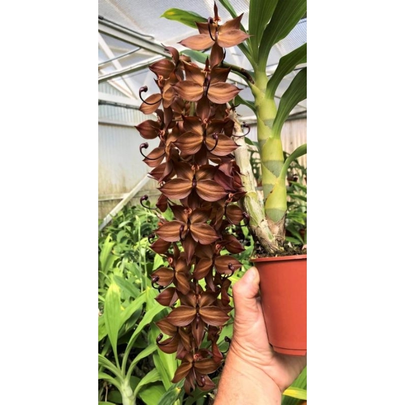 Jual Anggrek Eria catasetum ( Exotic glossy ) | Shopee Indonesia