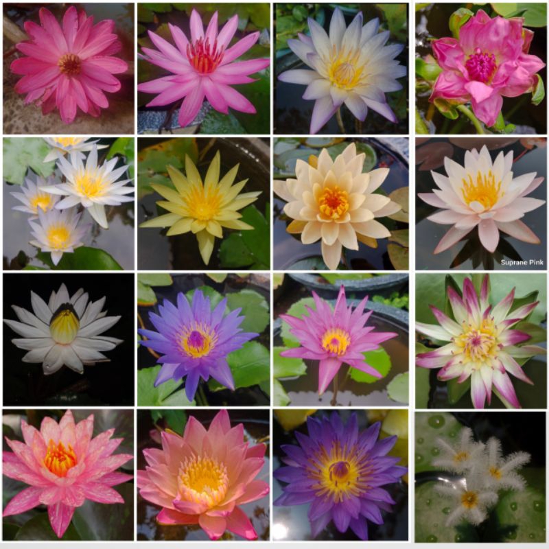 Jual Bibit Tanaman Bunga Teratai Hidup / waterlily / bunga saroja ...