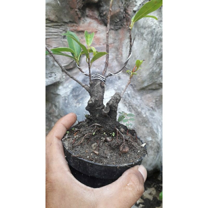 Jual bahan bonsai preh/iprik pucuk merah real pict shito | Shopee Indonesia