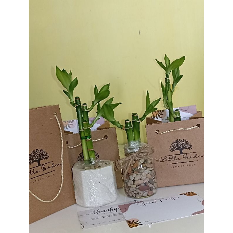 Jual Bambu Hoki / Bambu Mini / Bambu Viral | Shopee Indonesia