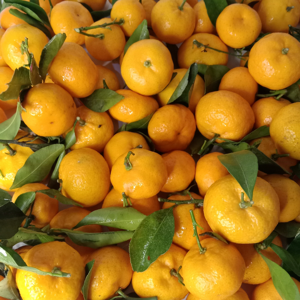 Jual JERUK SHANTANG 1 KG PREMIUM | JERUK MANDARIN 1 KG PREMIUM | JERUK ...