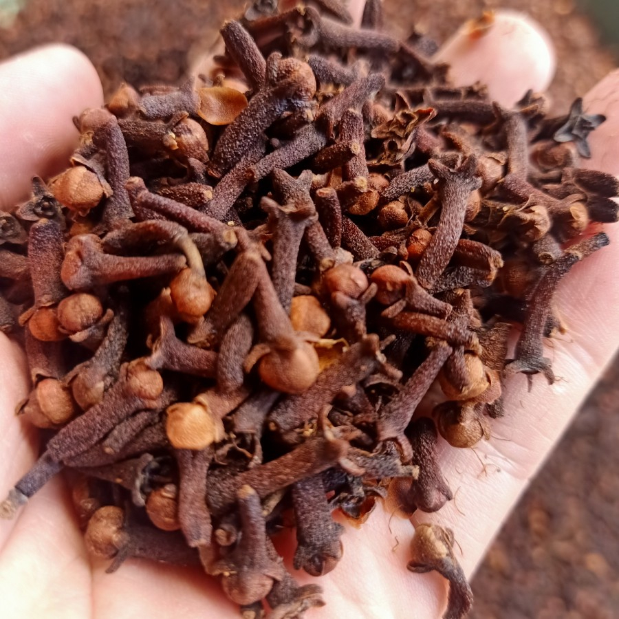 Jual Cengkeh Premium 100 Gr Clove Whole Bunga Cengkih Kering Dan Fresh ...