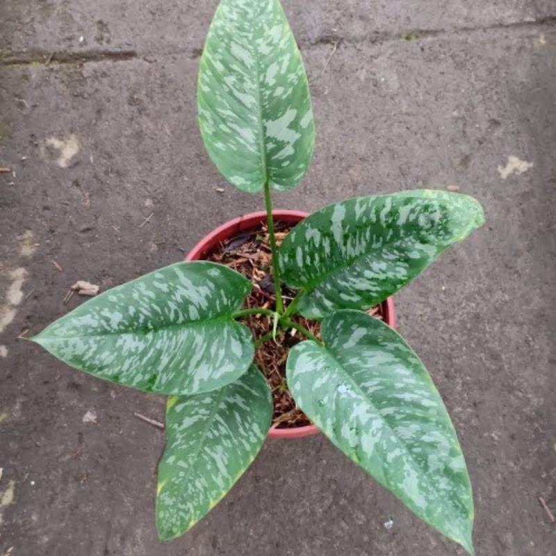 Jual homalomena culculata army | Shopee Indonesia
