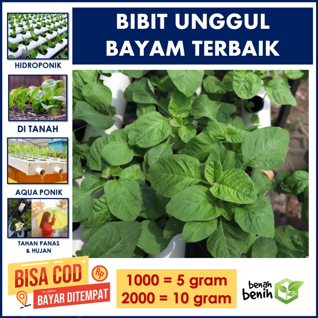 Jual Bibit Bayam / Benih Bayam Terbaik Varietas Unggul Cocok ditanam di ... Jual Bibit Bayam / Benih Bayam Terbaik Varietas Unggul Cocok ditanam di ...