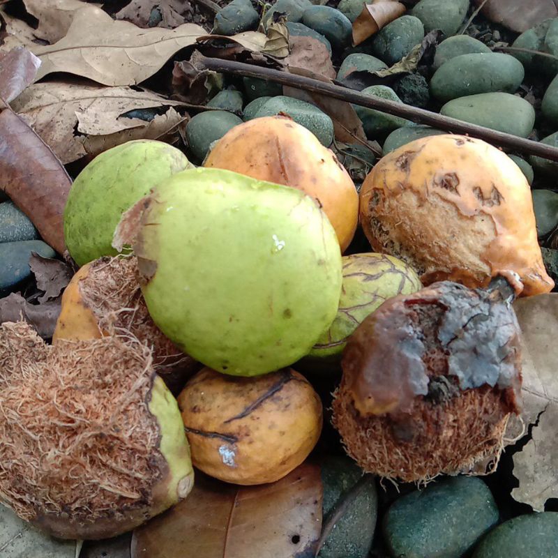 Jual BUAH GAYAM SEGAR/KERING 1 kg, BUAT KONSUMSI/BIBIT | Shopee Indonesia