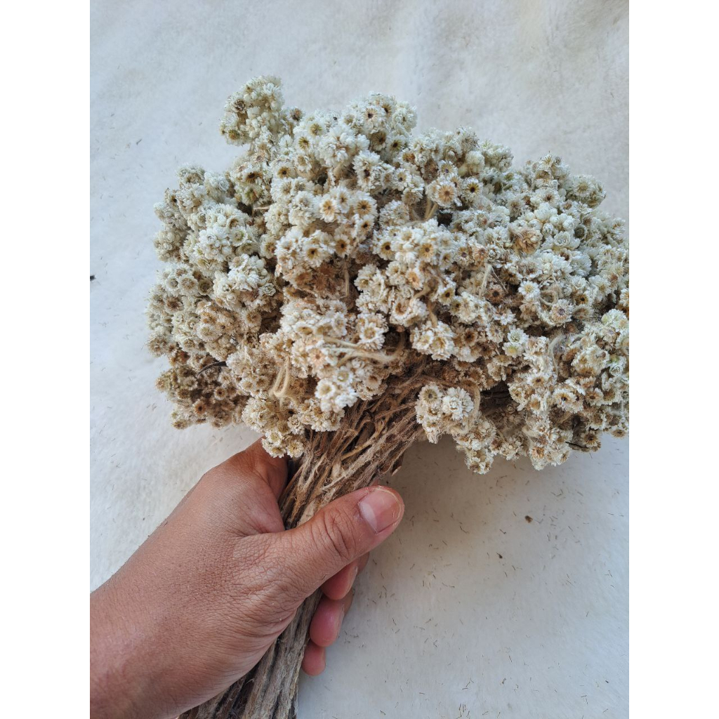 Jual Dried Flower Edelweis Harga per 1 tangkai / bunga abadi bromo ...