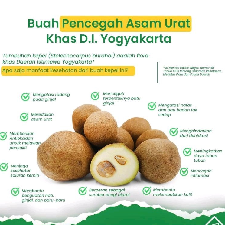 Jual BUAH KEPEL BURAHOL 1KG Ready Bulan Maret | Shopee Indonesia