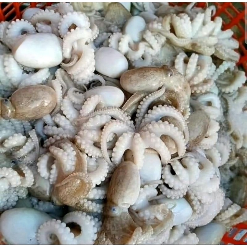 Jual Baby Octopus/ Baby Gurita utuh 470-500gram | Shopee Indonesia