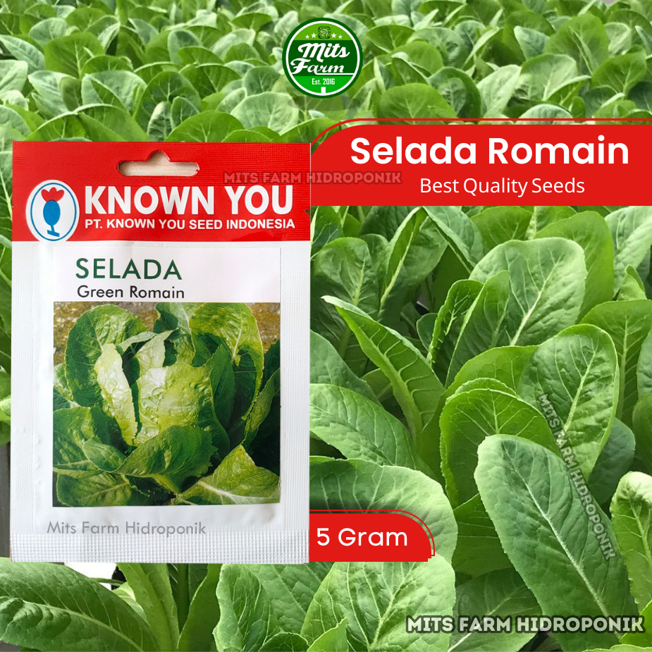 Jual Benih Selada Green Romaine - Known You Seed | Shopee Indonesia