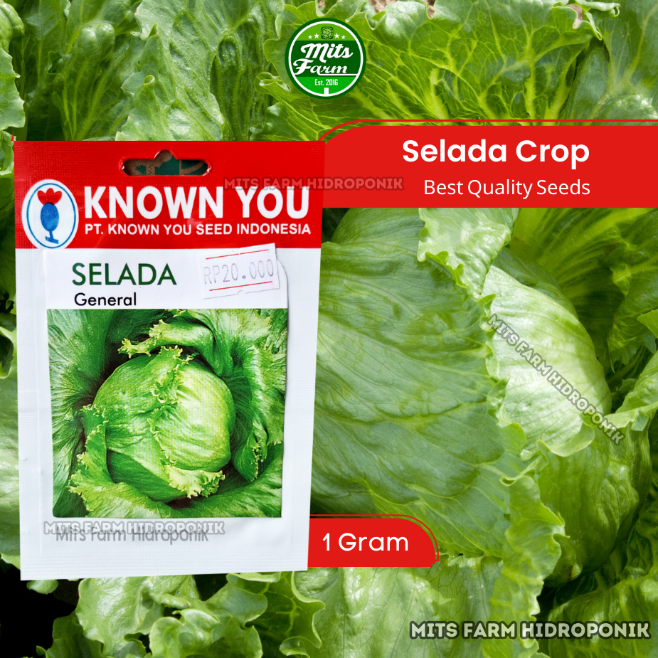 Jual Selada Head lettuce General / Selada Krop - Known You Seed ...