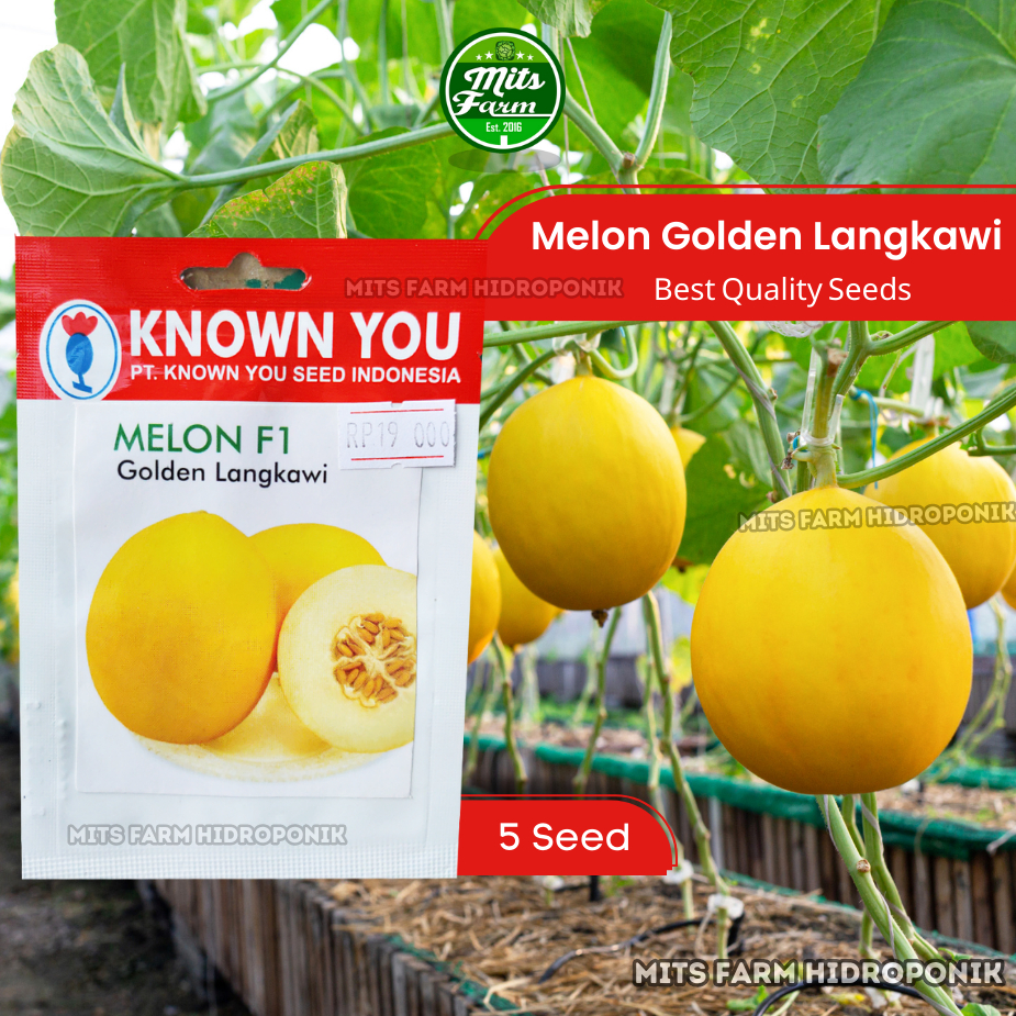 Jual Benih Bibit Melon Kuning Golden Langkawi - Known You Seed | Shopee ...