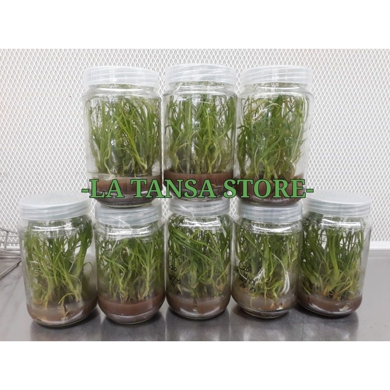 Jual Bibit Botol Anggrek Catasetum | Shopee Indonesia