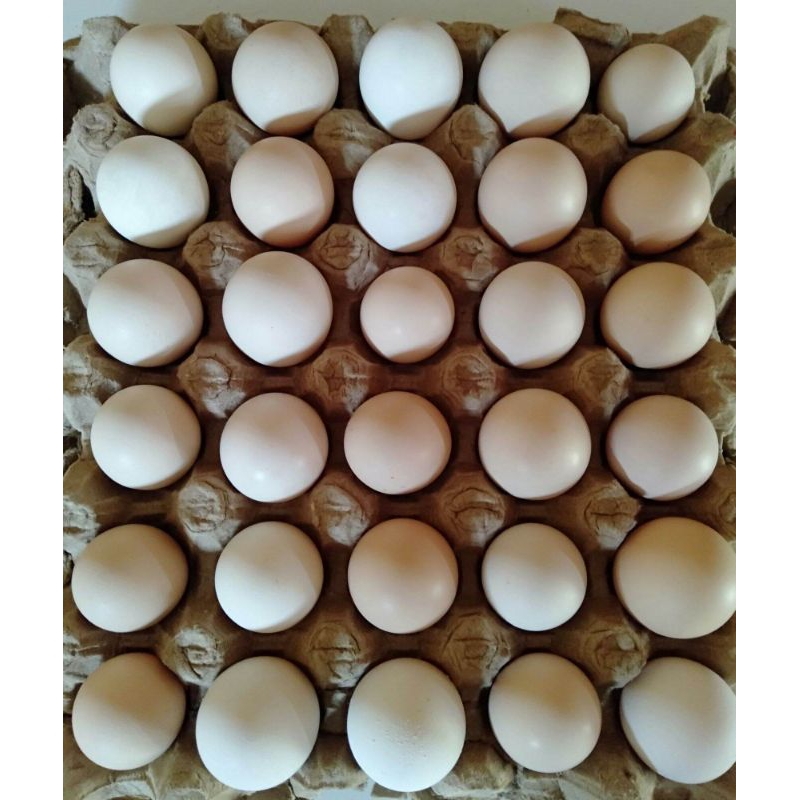 Jual Telur Fertil Ayam Kampung Elba Ras Petelur | Shopee Indonesia
