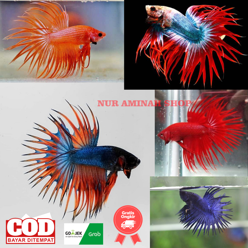 Jual SERIT CT LIMITED EDITION - CROWNTAIL SPECIAL KEREN | Shopee Indonesia