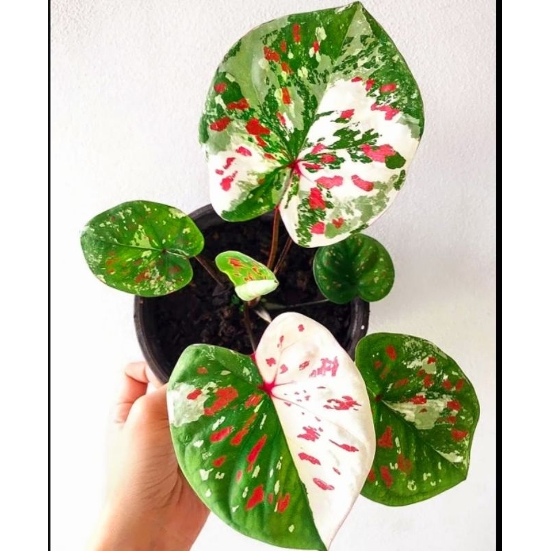 Jual Tanaman Hias Bunga Caladium Thai Series Bicolor - Murah Merah ...
