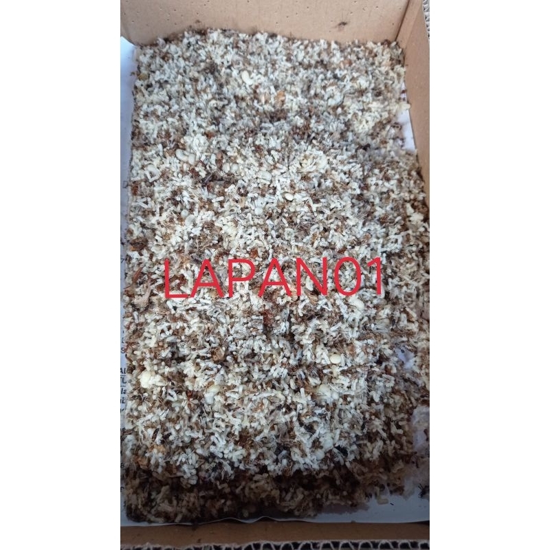 Jual KROTO/TELUR SEMUT RANGRANG/KROTO LAMPUNG PER ONS (100 gr) | Shopee ...