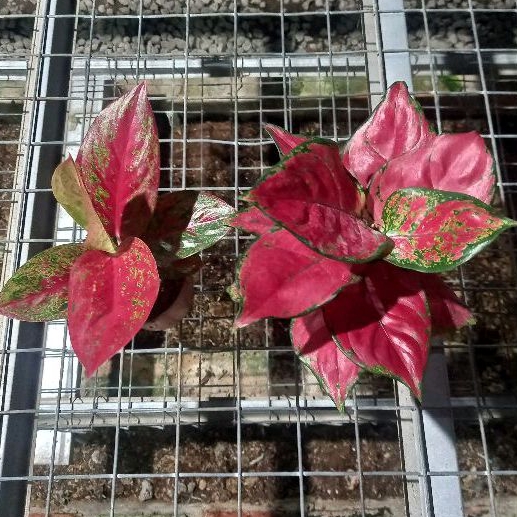 Jual paket hemat 2 pohon ( red anja dan red stardas) | Shopee Indonesia